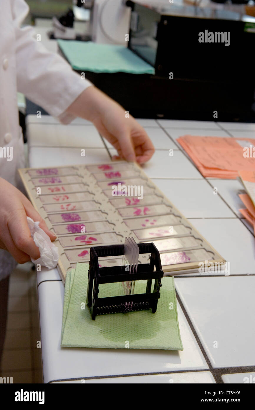 Histology slide hi-res stock photography and images - Alamy