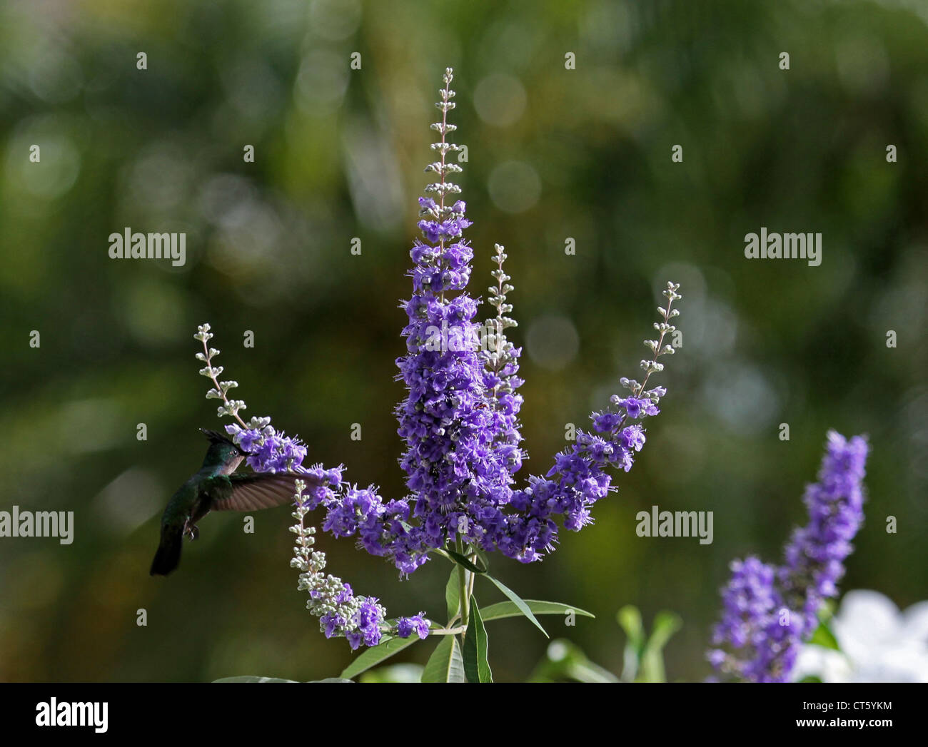 Flying Hummingbird on Blue Flower Stock Photo - Alamy