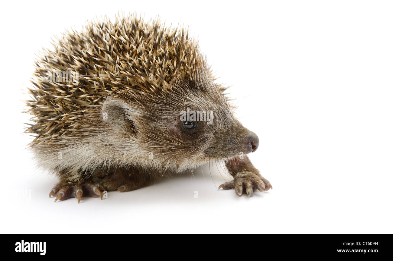 hedgehog isolated. Small mammal with spiny hairs on its back and sides ...
