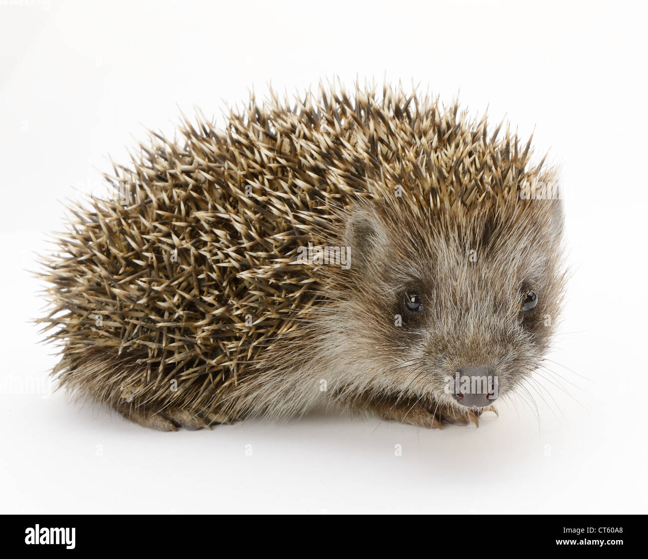 hedgehog isolated. Small mammal with spiny hairs on its back and sides ...