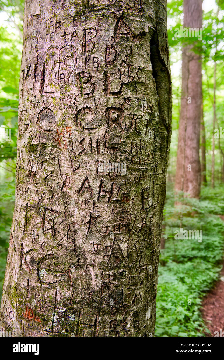 Tree with multiple initials and carvings in the forest Stock Photo - Alamy
