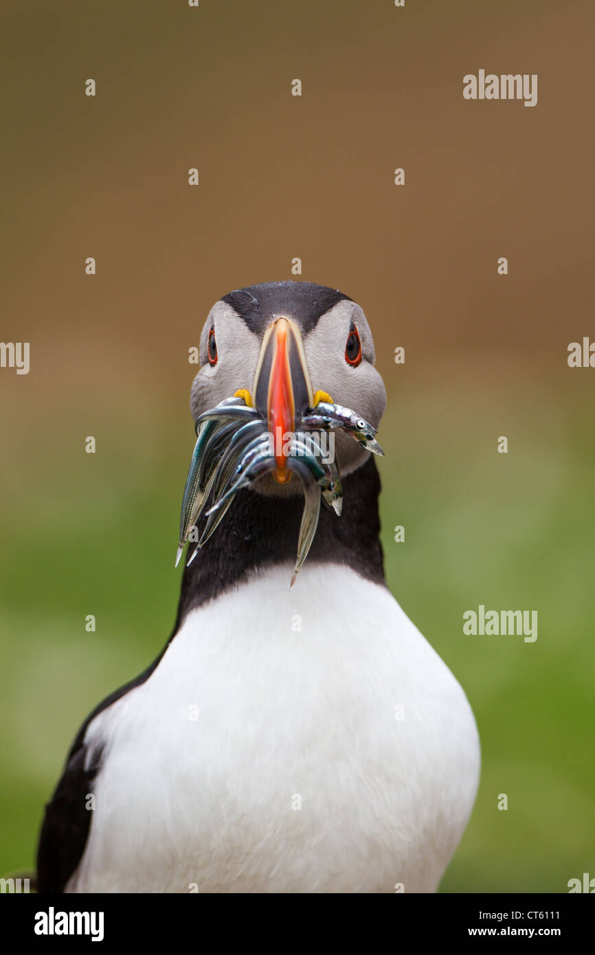 Puffin portrait and landscape Stock Photo - Alamy