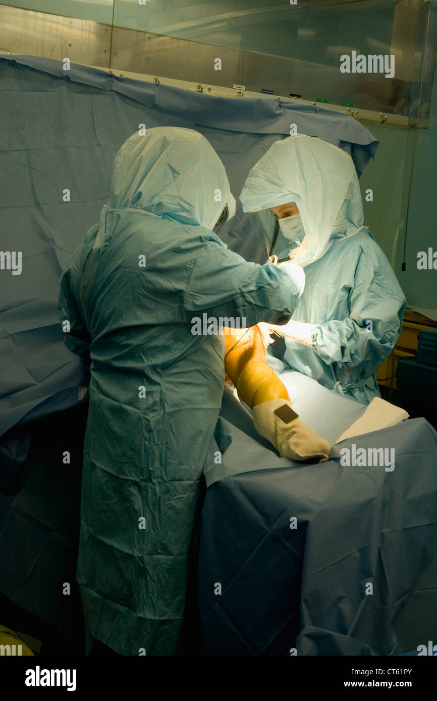 KNEE PROSTHESIS, SURGERY Stock Photo - Alamy