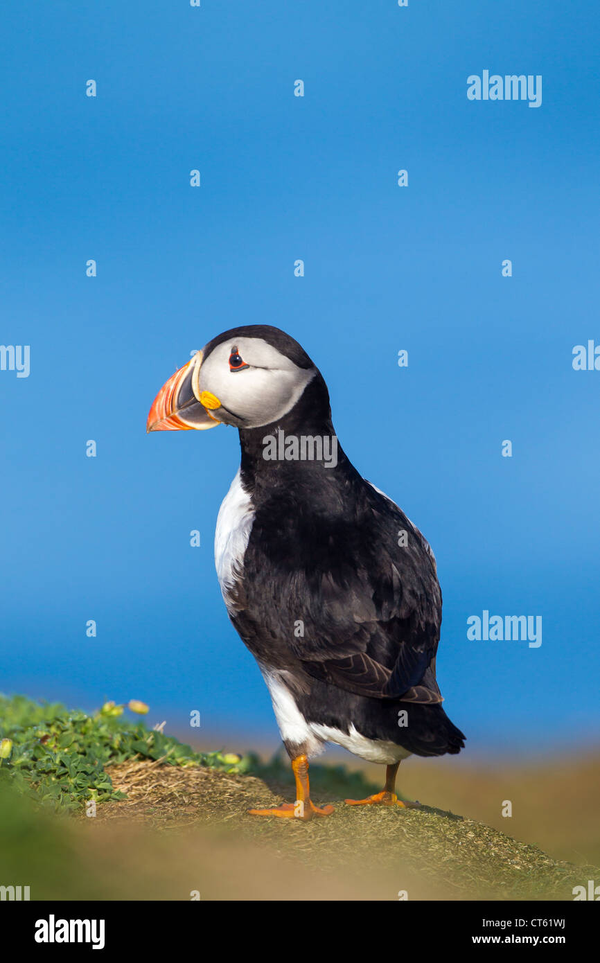 Puffin portrait and landscape Stock Photo - Alamy