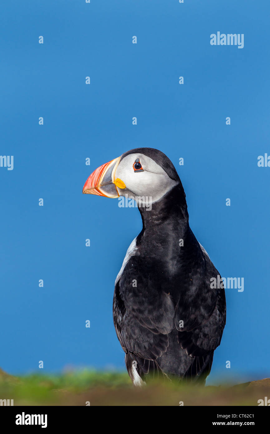 Puffin portrait and landscape Stock Photo - Alamy