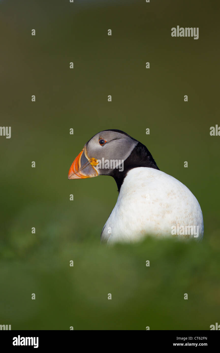 Puffin portrait and landscape Stock Photo - Alamy