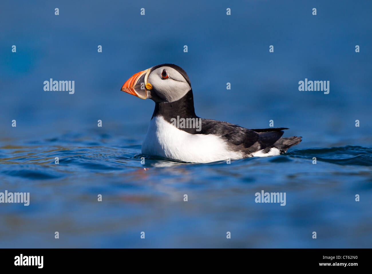 Puffin portrait and landscape Stock Photo - Alamy