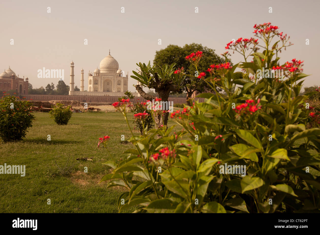 Taj Mahal and flowers Stock Photo - Alamy