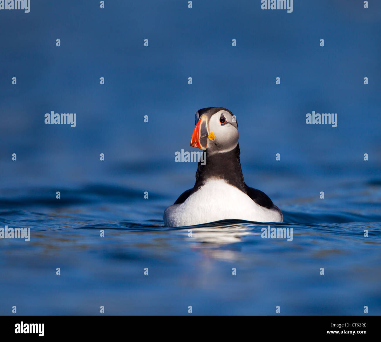 Atlantic puffin uk hi-res stock photography and images - Alamy