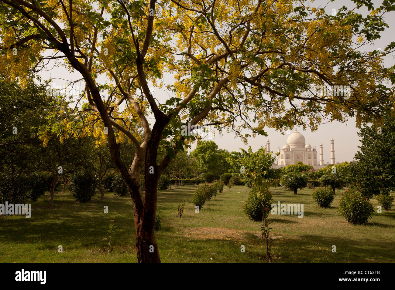 Taj Mahal Framed by Trees Stock Photo - Alamy