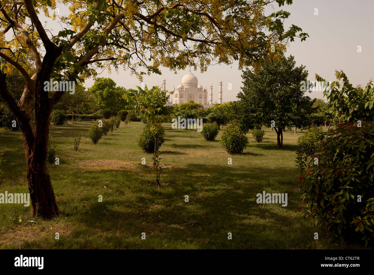The Taj Mahal framed by Trees Stock Photo - Alamy