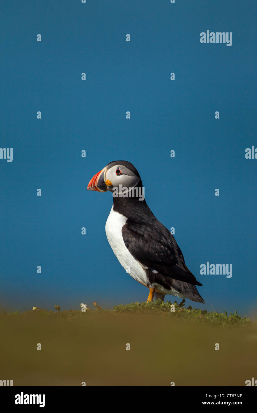 Puffin portrait and landscape Stock Photo - Alamy