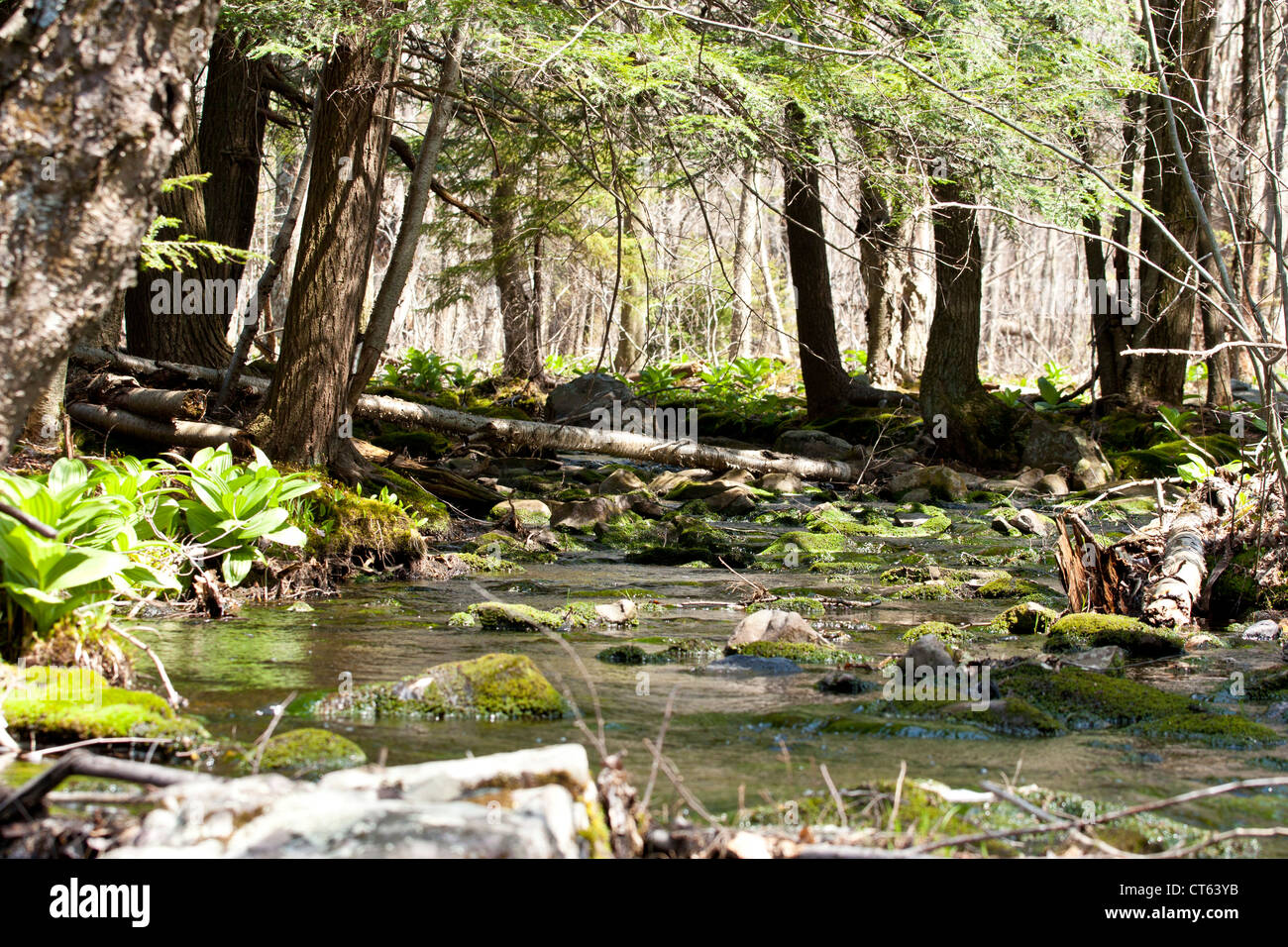 Poconos landscape spring hi-res stock photography and images - Alamy