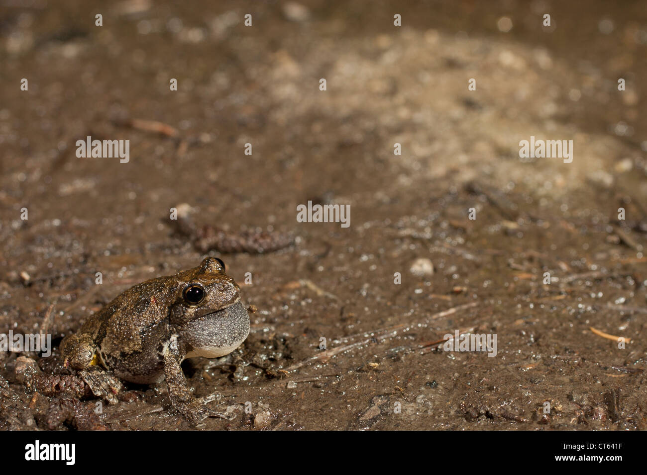 Northern gray tree frog calling - Hyla versicolor Stock Photo - Alamy