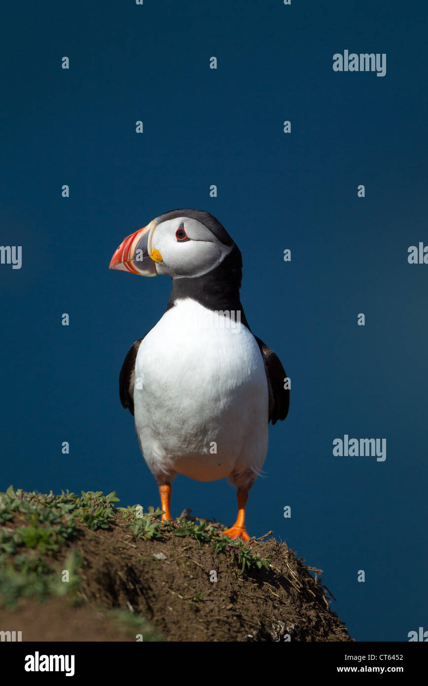 Puffin portrait and landscape Stock Photo - Alamy