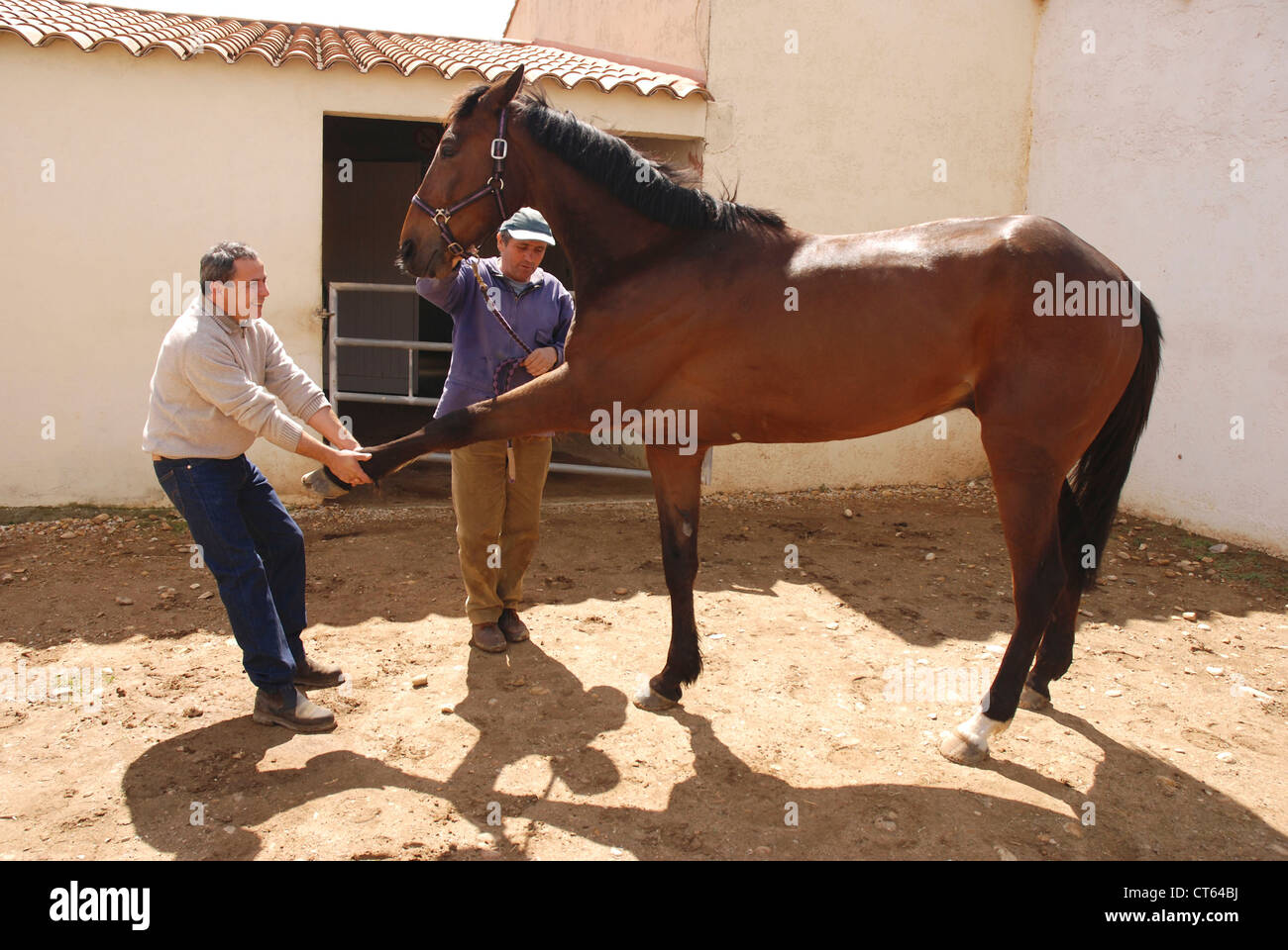 Scapula animal hi-res stock photography and images - Alamy