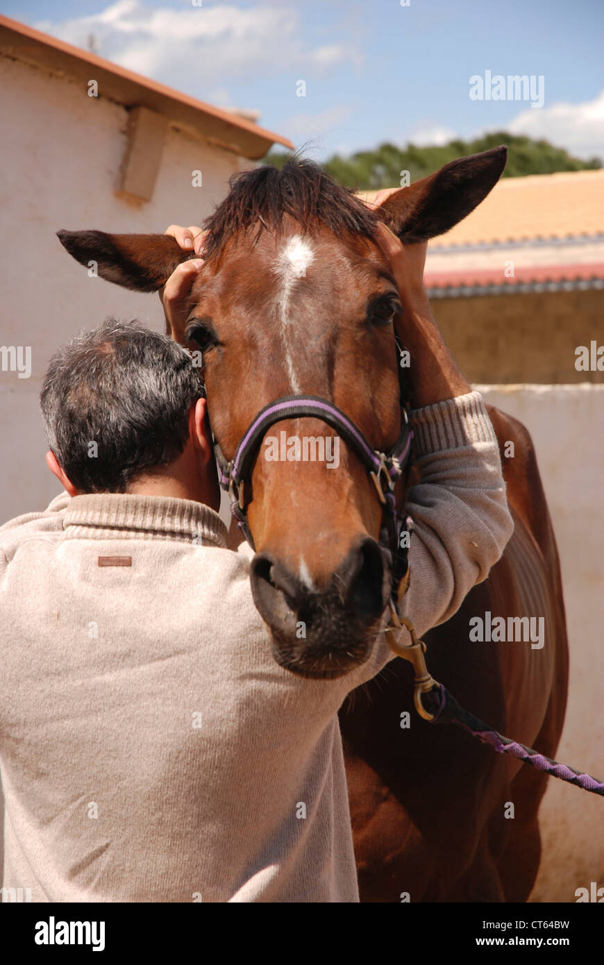 Animal osteopathy hi-res stock photography and images - Alamy