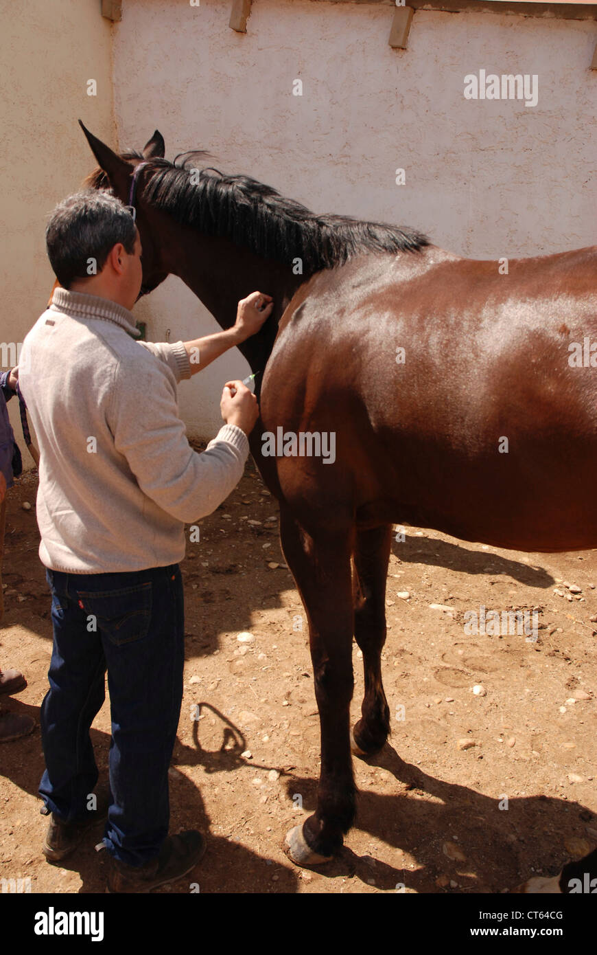 Animal vaccinations hi-res stock photography and images - Alamy