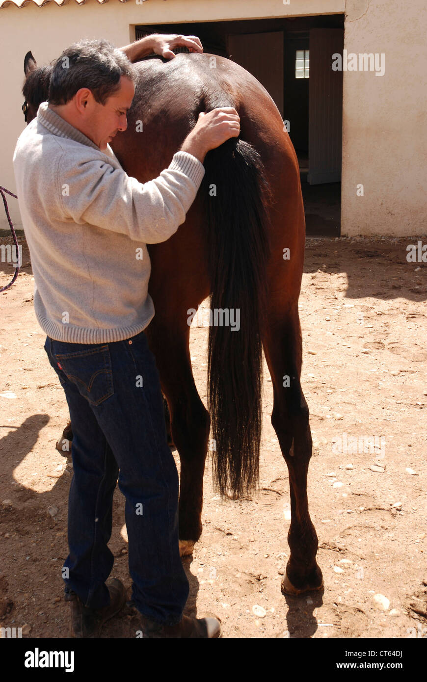 Animal osteopathy hi-res stock photography and images - Alamy