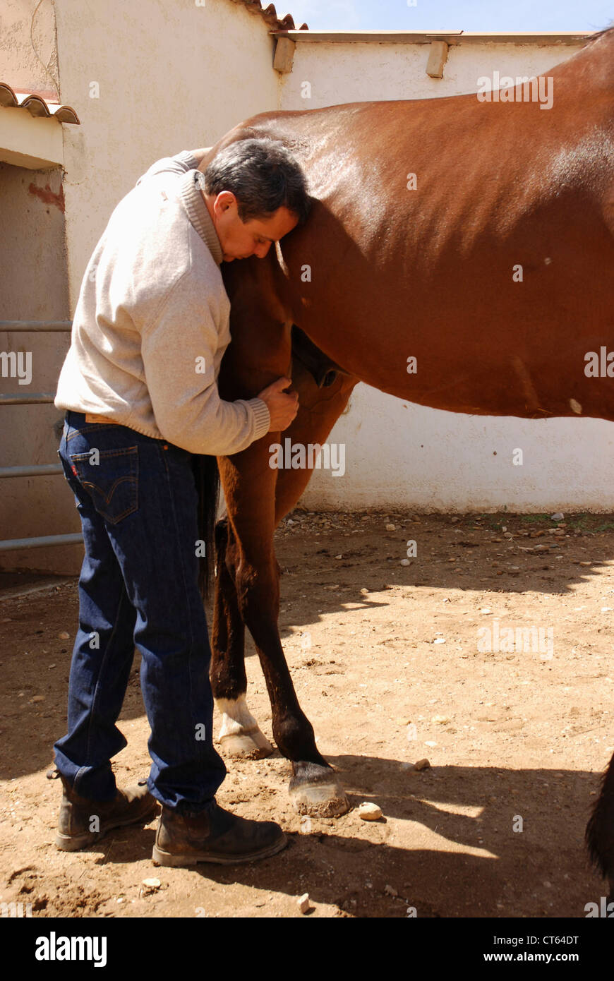 Articulate animals hi-res stock photography and images - Alamy