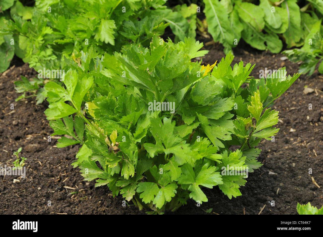 Celery apiaceae vegetable hi-res stock photography and images - Alamy