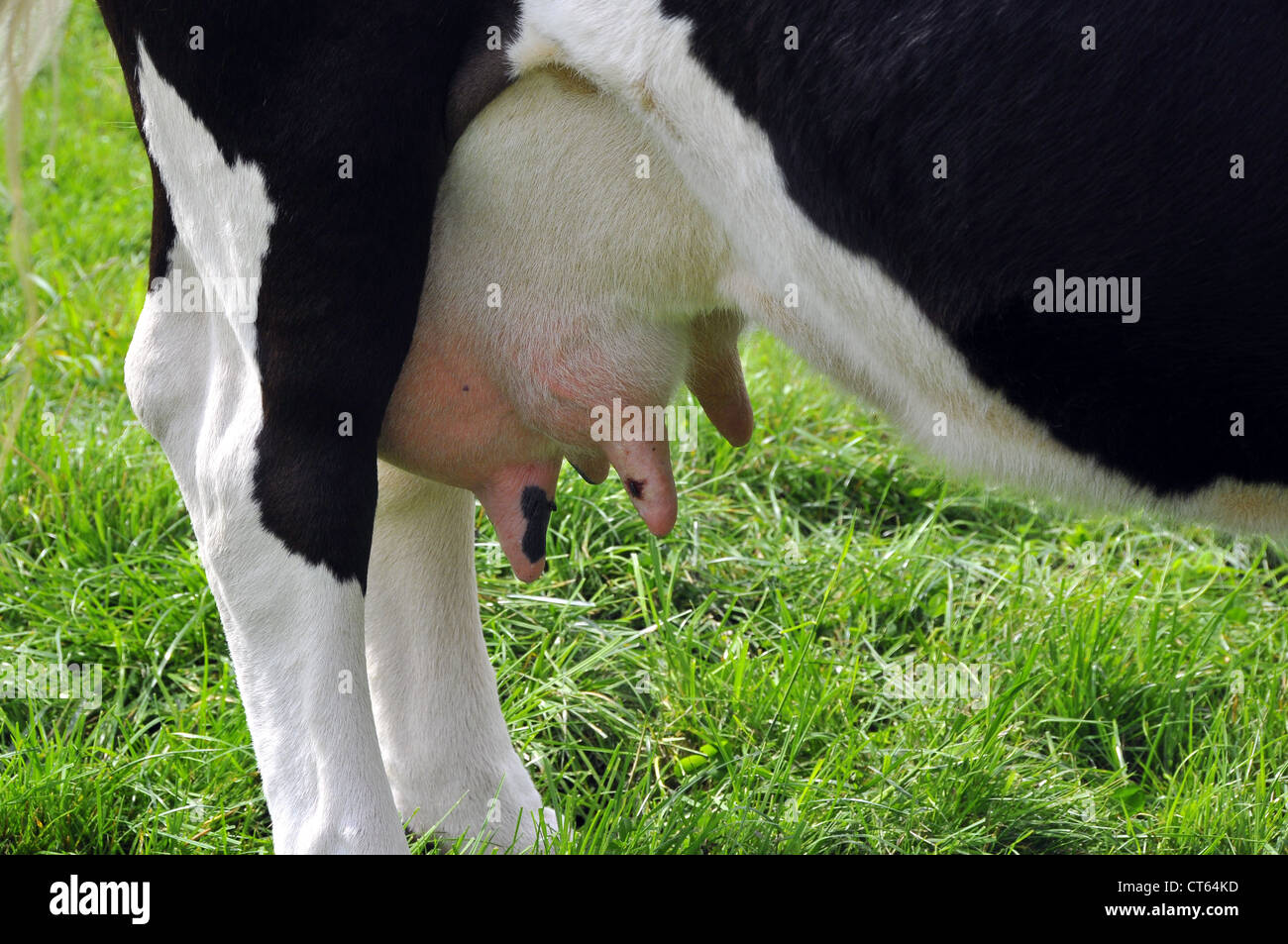 Cow udder hi-res stock photography and images - Alamy