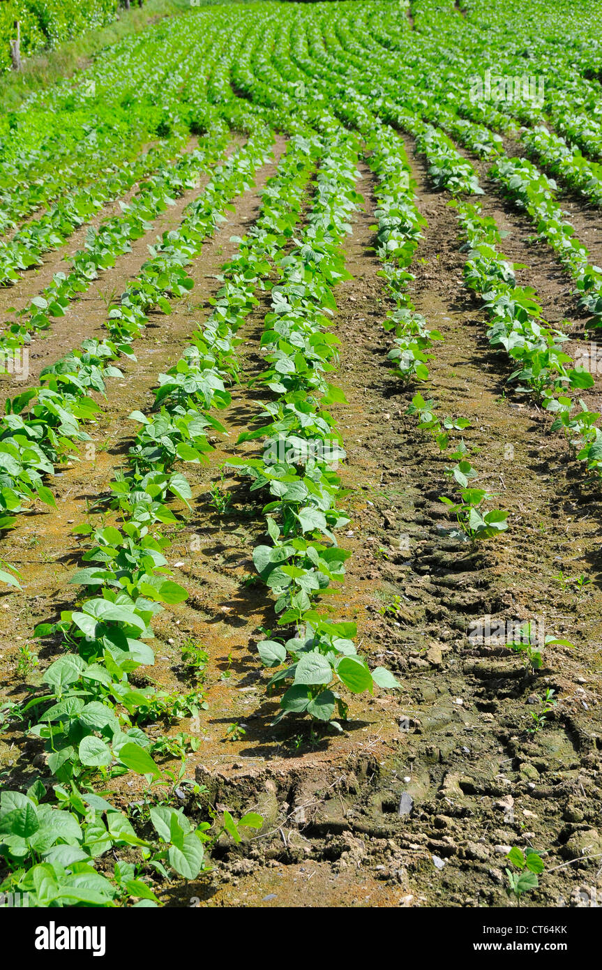 Bean cultures hi-res stock photography and images - Alamy