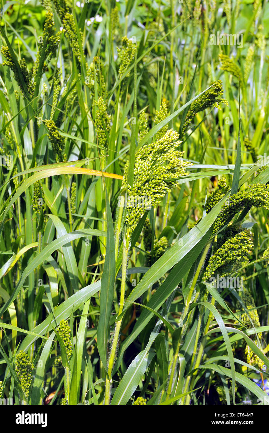 Wild proso millet hi-res stock photography and images - Alamy