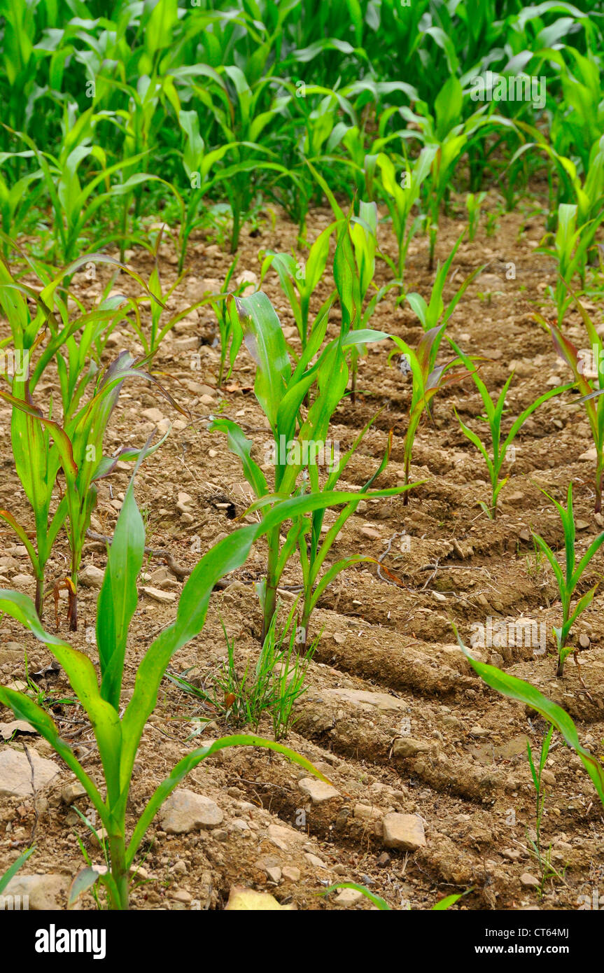 Cultured corn hi-res stock photography and images - Alamy