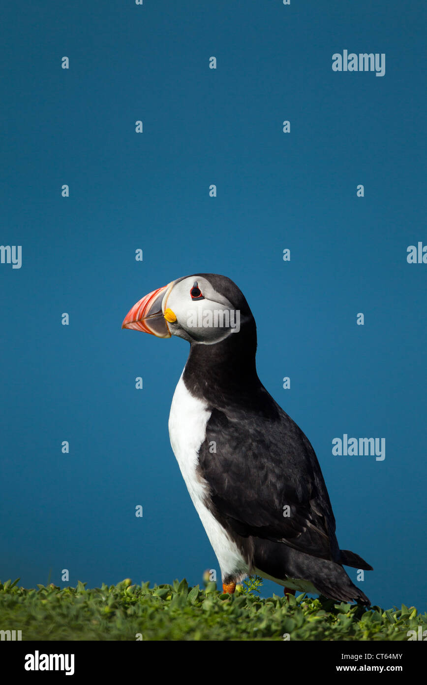 Puffin portrait and landscape Stock Photo - Alamy