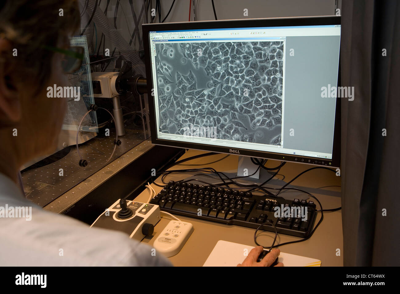 Single cell micrograph hi-res stock photography and images - Alamy