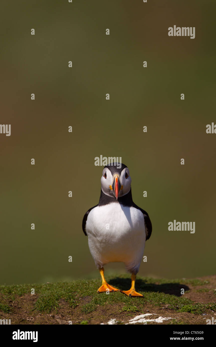 Puffin portrait and landscape Stock Photo - Alamy