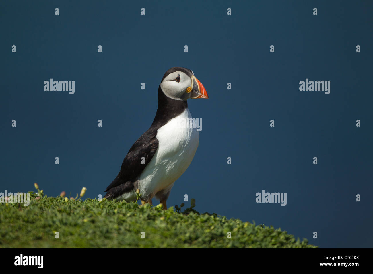 Puffin portrait and landscape Stock Photo - Alamy