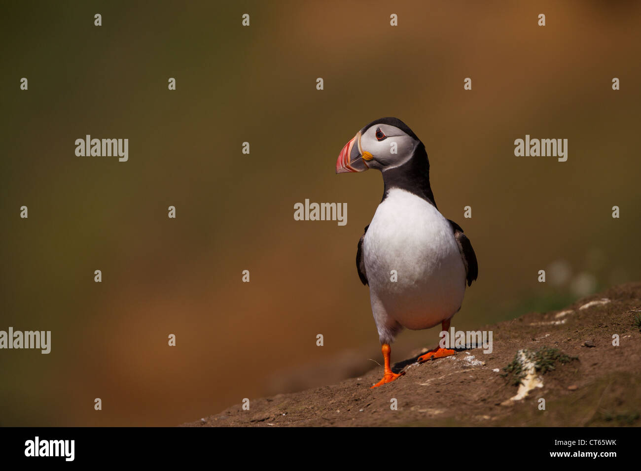 Puffin portrait and landscape Stock Photo - Alamy