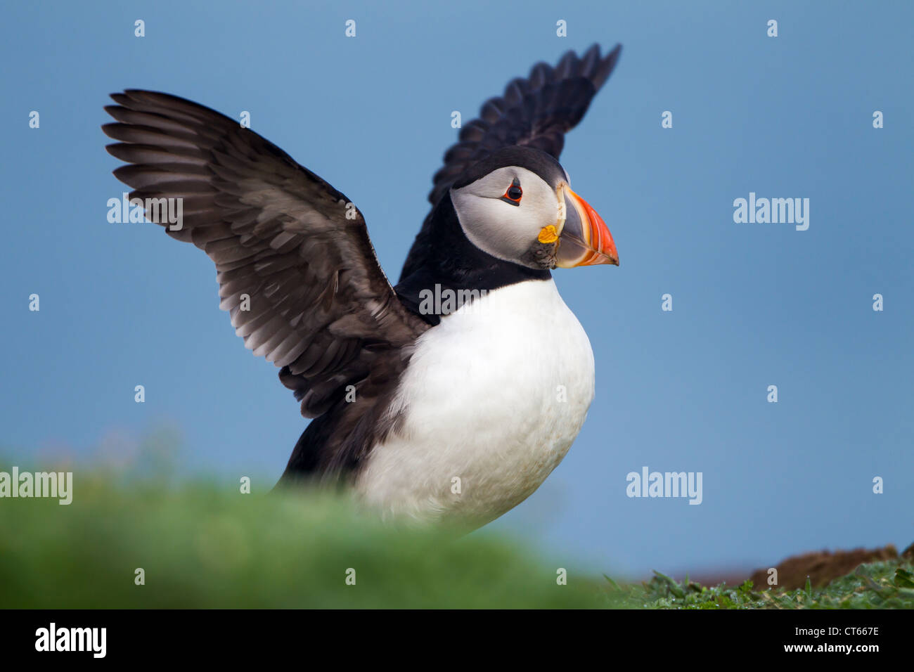Puffin portrait and landscape Stock Photo - Alamy