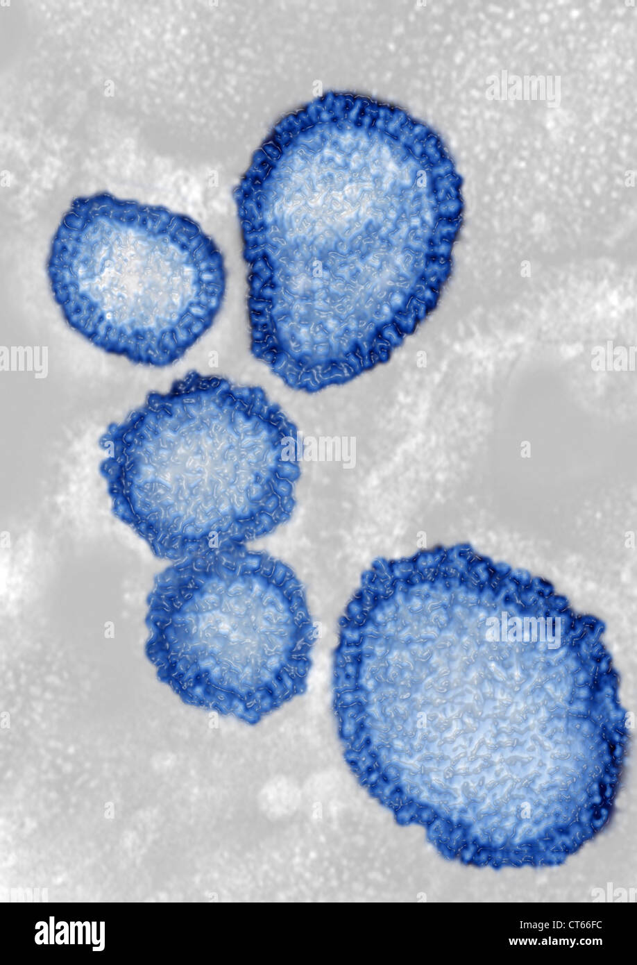 H1n1 virus hi-res stock photography and images - Alamy