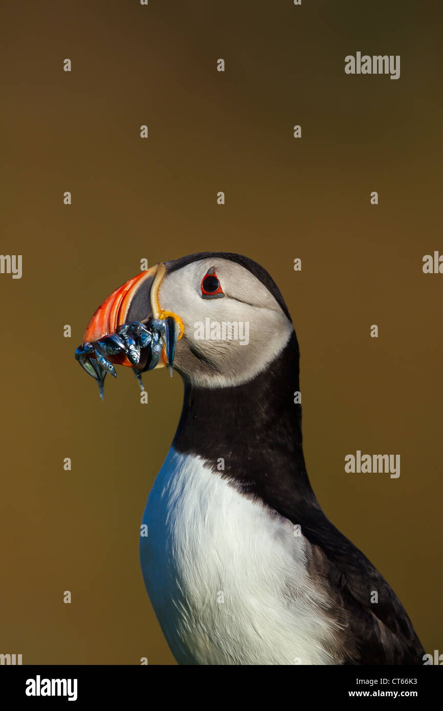 Puffin portrait and landscape Stock Photo - Alamy