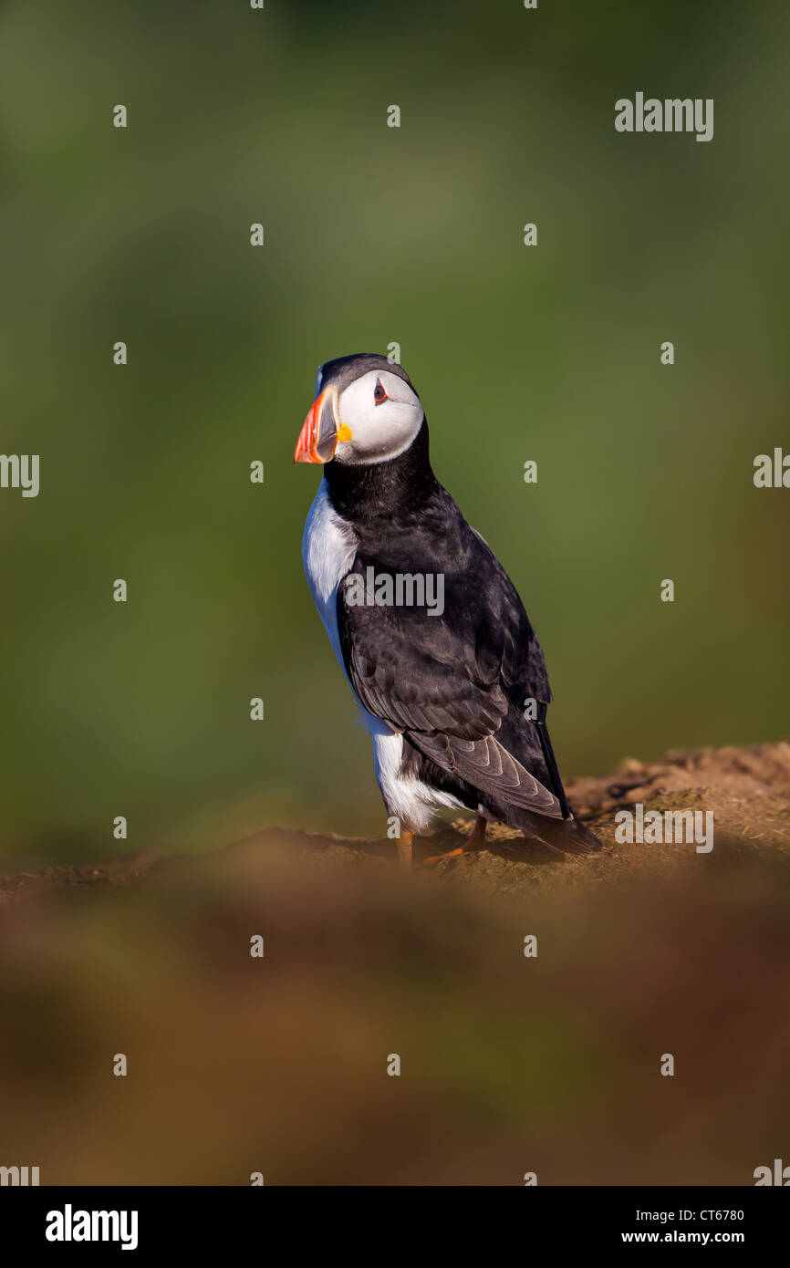 Puffin portrait and landscape Stock Photo - Alamy