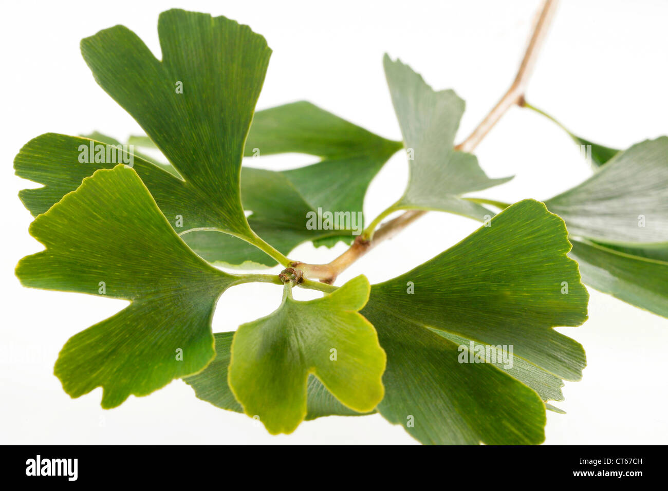 Ginkgo leaf medicine hi-res stock photography and images - Alamy