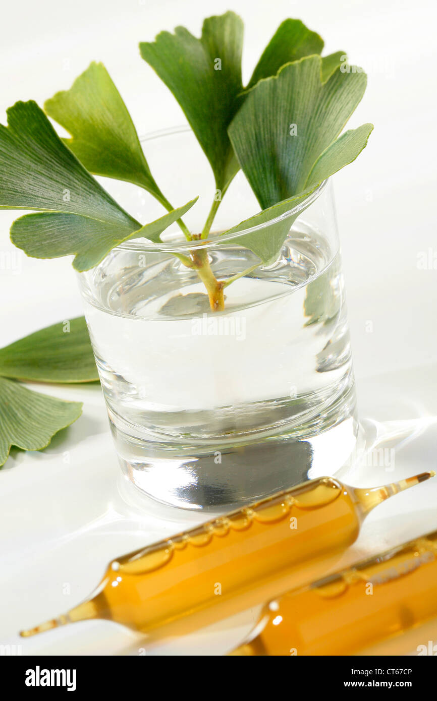 Ginkgo biloba drug hi-res stock photography and images - Alamy