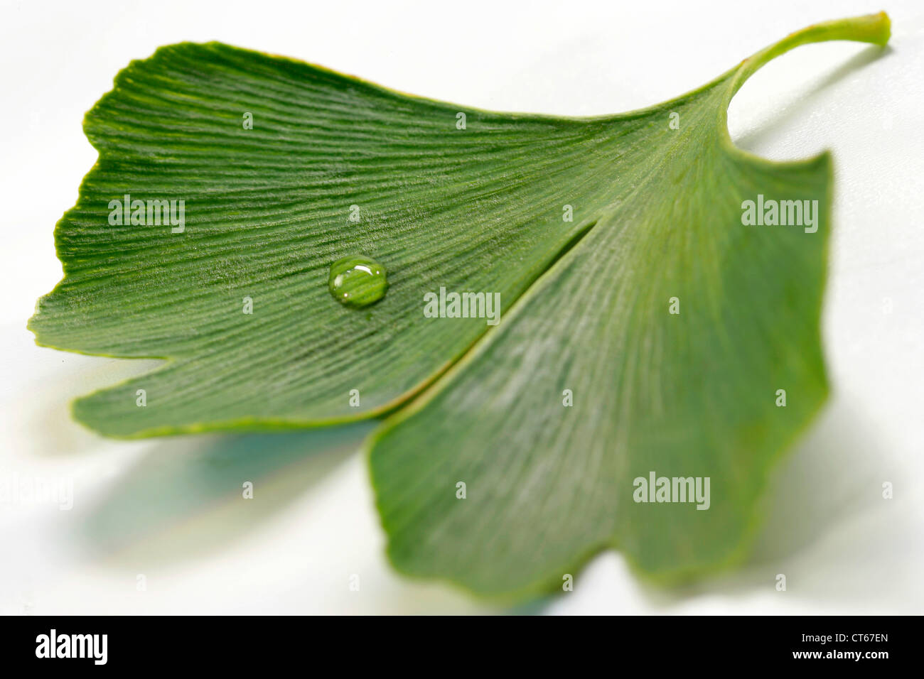 Ginkgo leaf detail hi-res stock photography and images - Alamy