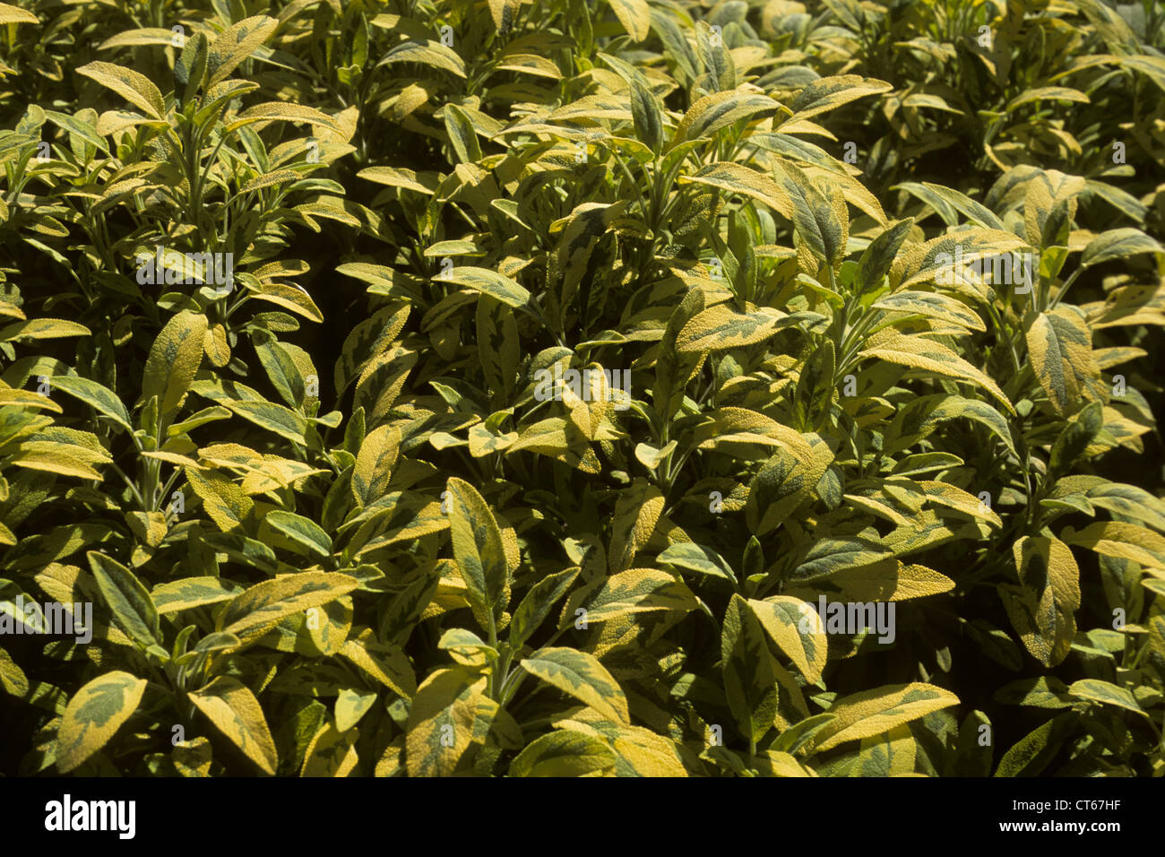 Variegated sage hi-res stock photography and images - Alamy