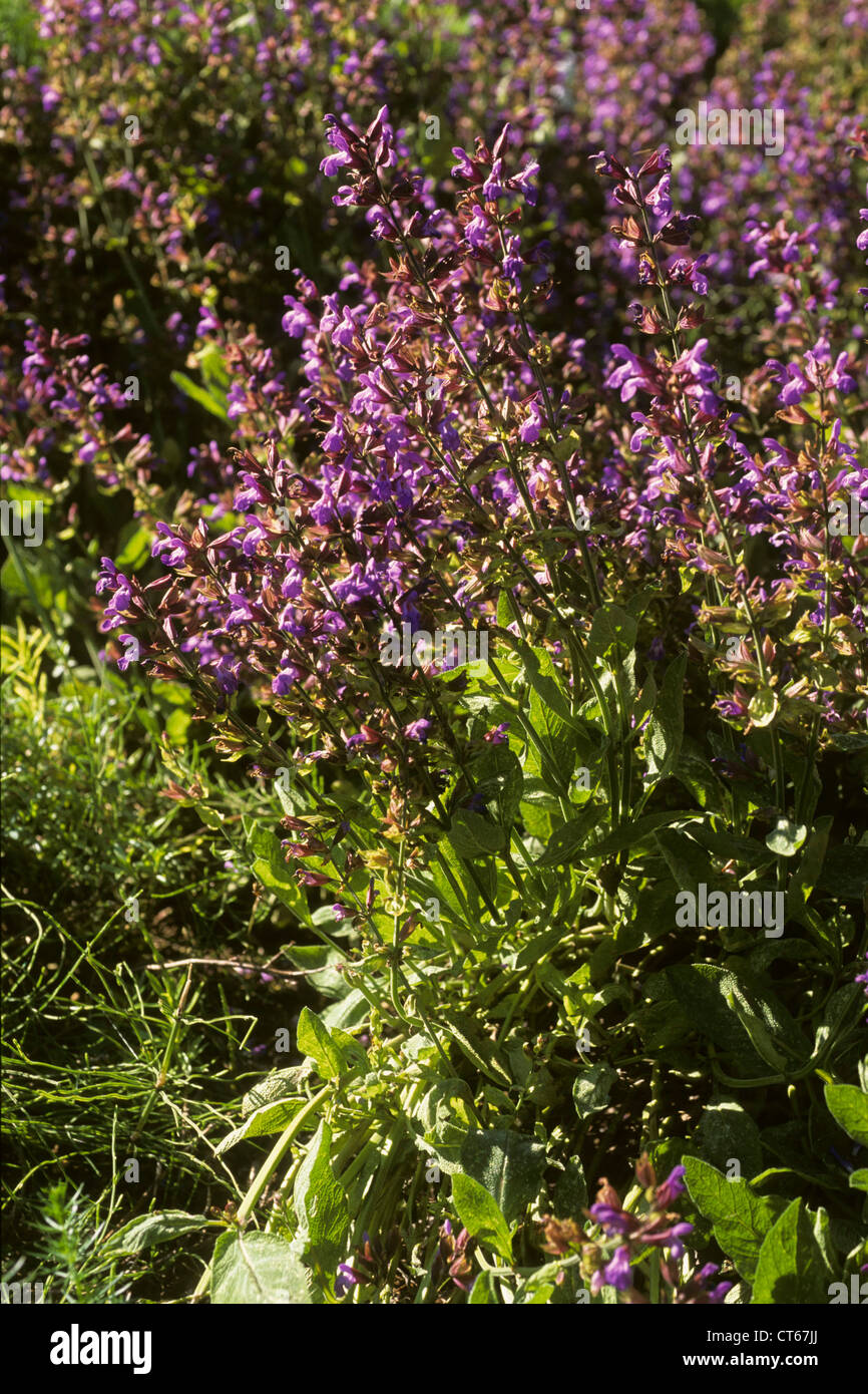 Sage salvia sp hi-res stock photography and images - Alamy