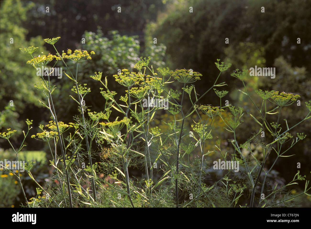 Dill heads hi-res stock photography and images - Alamy