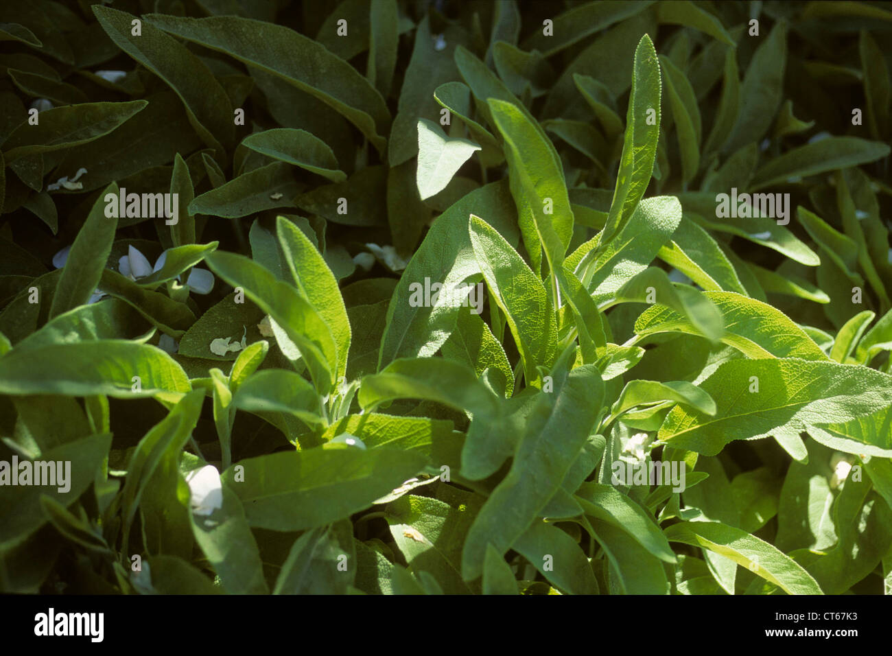 Sage salvia sp hi-res stock photography and images - Alamy