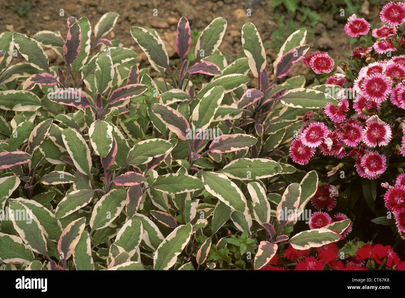 Sage Salvia Sp High Resolution Stock Photography and Images - Alamy