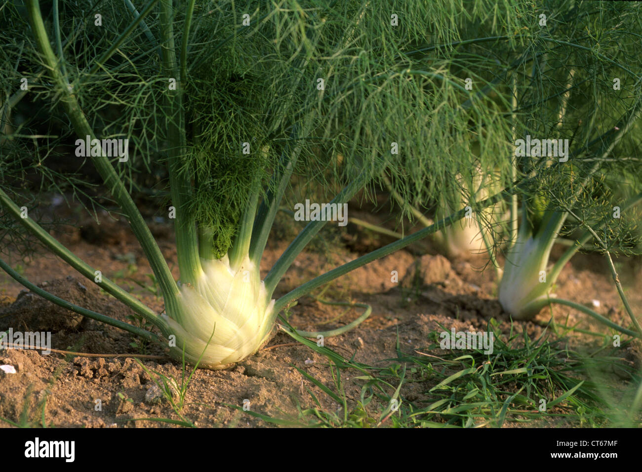 Common fennel hi-res stock photography and images - Alamy