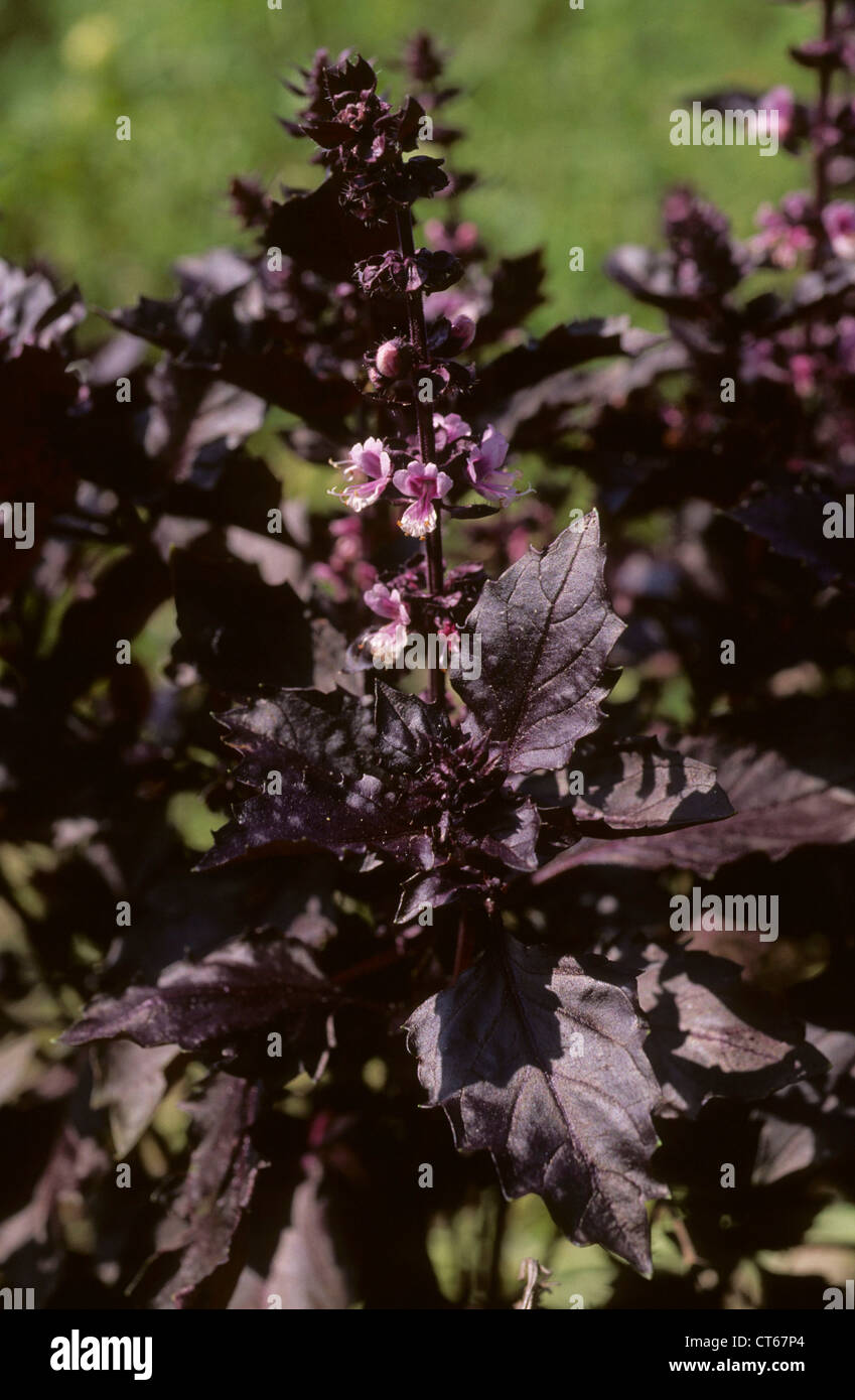 Sweet basil blooming hi-res stock photography and images - Alamy