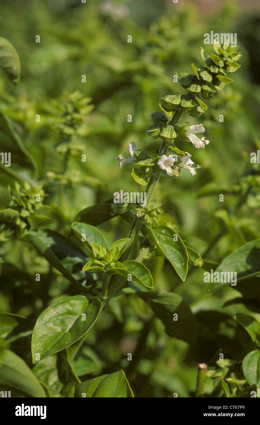 Sweet flourish hi-res stock photography and images - Alamy