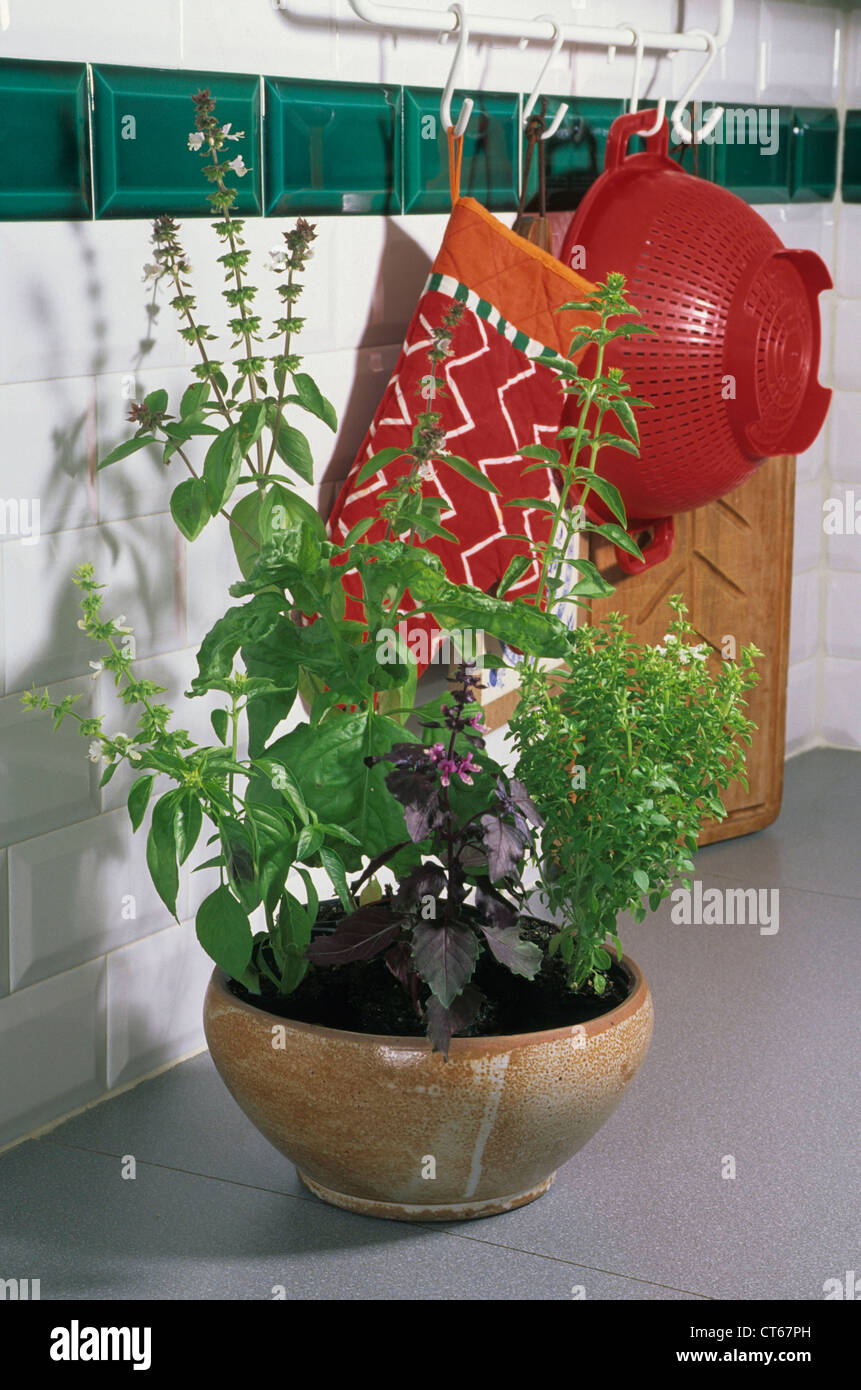 Basil sweet pot hi-res stock photography and images - Alamy